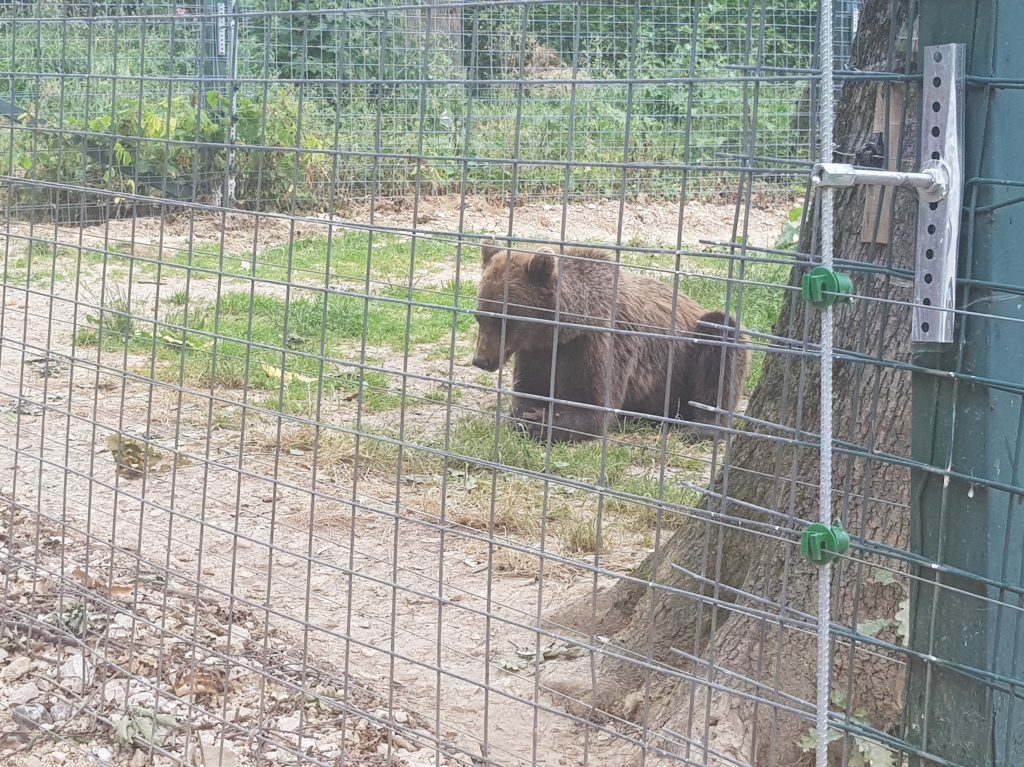 Cameron Hamil in Romania - YET